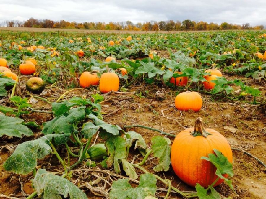200 Most Effective Fall Marketing Slogans And Taglines 200 Most Effective Fall Marketing Slogans And Taglines
