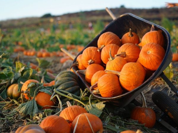125 of the Cutest Pumpkin Patch Business Name Ideas Ever