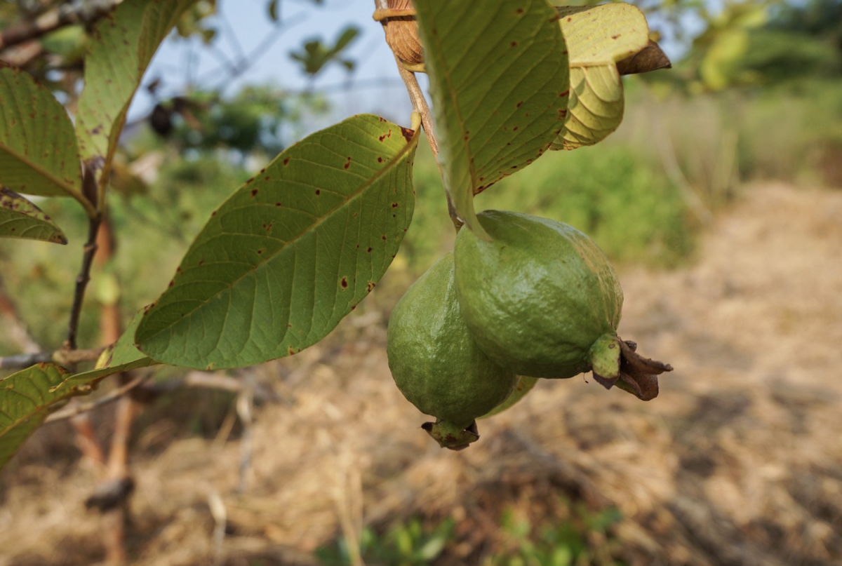 303+ Catchy Guava Fruit Captions and Quotes You'll Eat Up