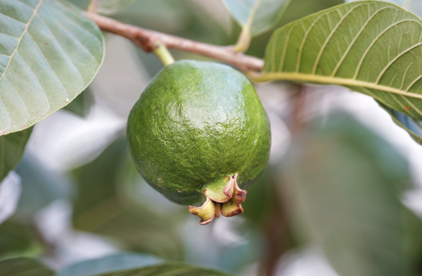 303+ Catchy Guava Fruit Captions and Quotes You'll Eat Up