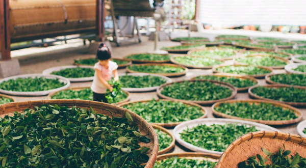 57 Stunning Tea Consumption Statistics and Trends