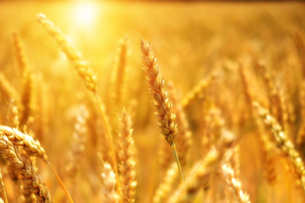255+ "Best Ever" Flour Business Marketing Slogans and Quotes